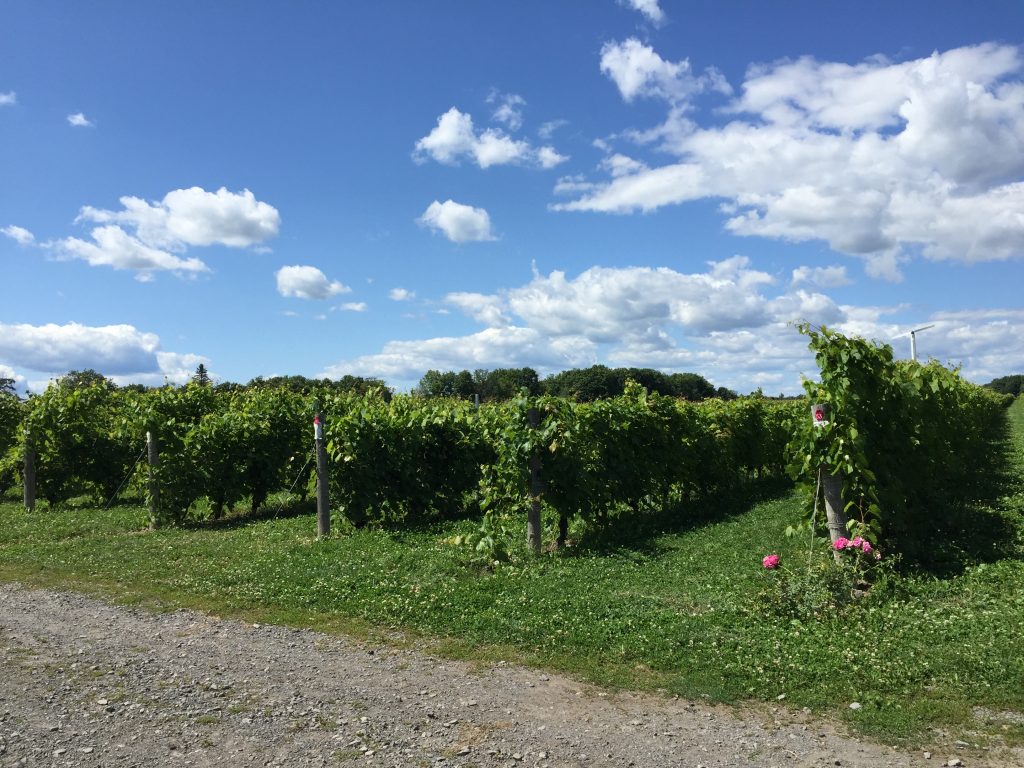 Un printemps hâtif bénéfique au Vignoble de la Rivière du Chêne - L ...